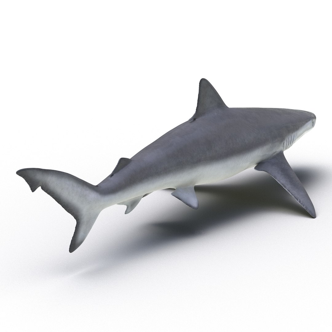 3d smalltail shark rigged model