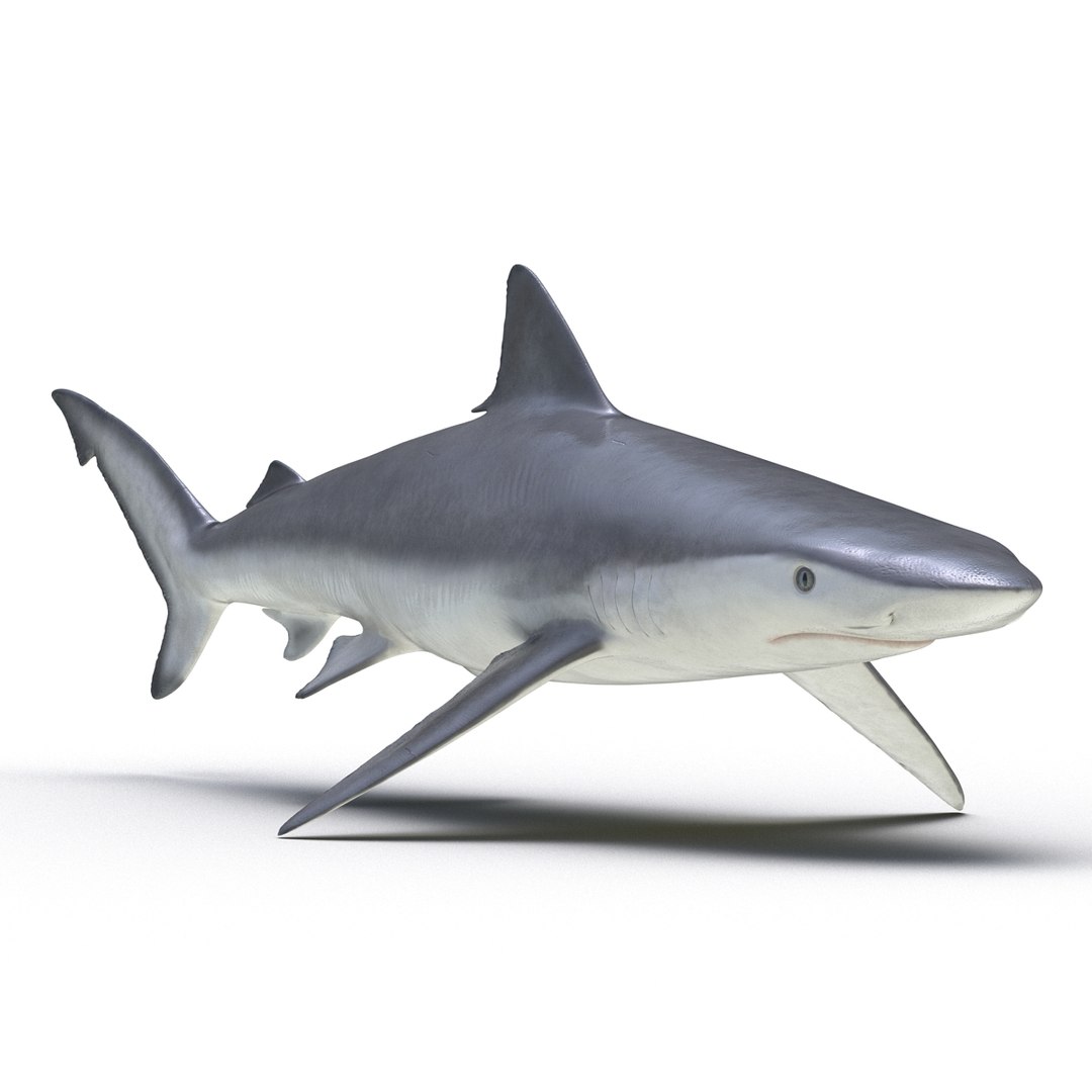 3d smalltail shark rigged model