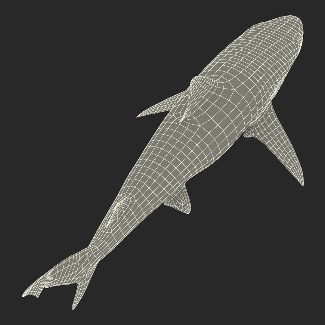 3d smalltail shark rigged model