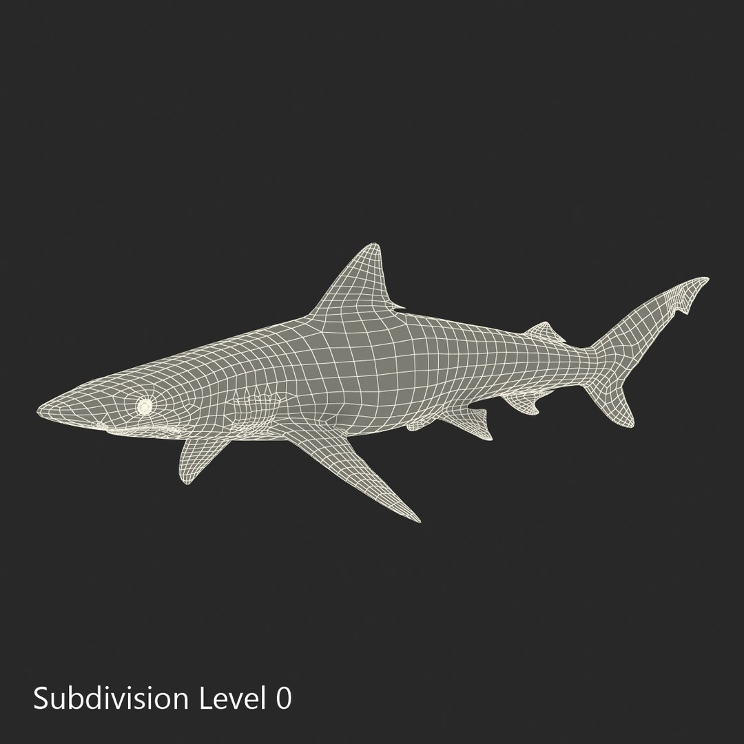 3d smalltail shark rigged model