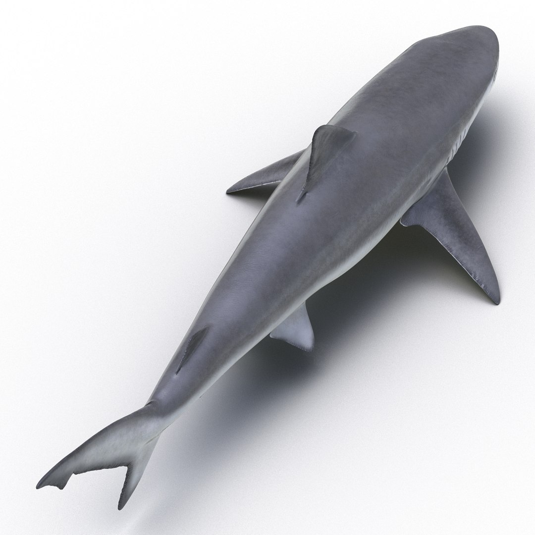3d smalltail shark rigged model