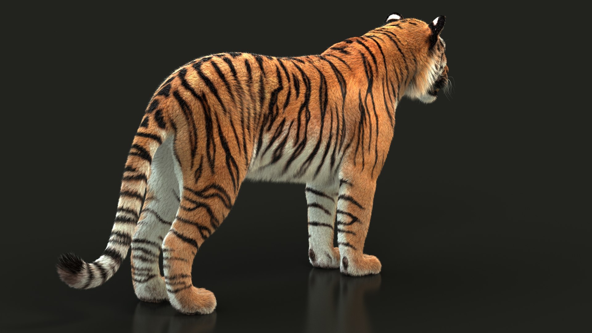 3D bengal tiger model - TurboSquid 1642997