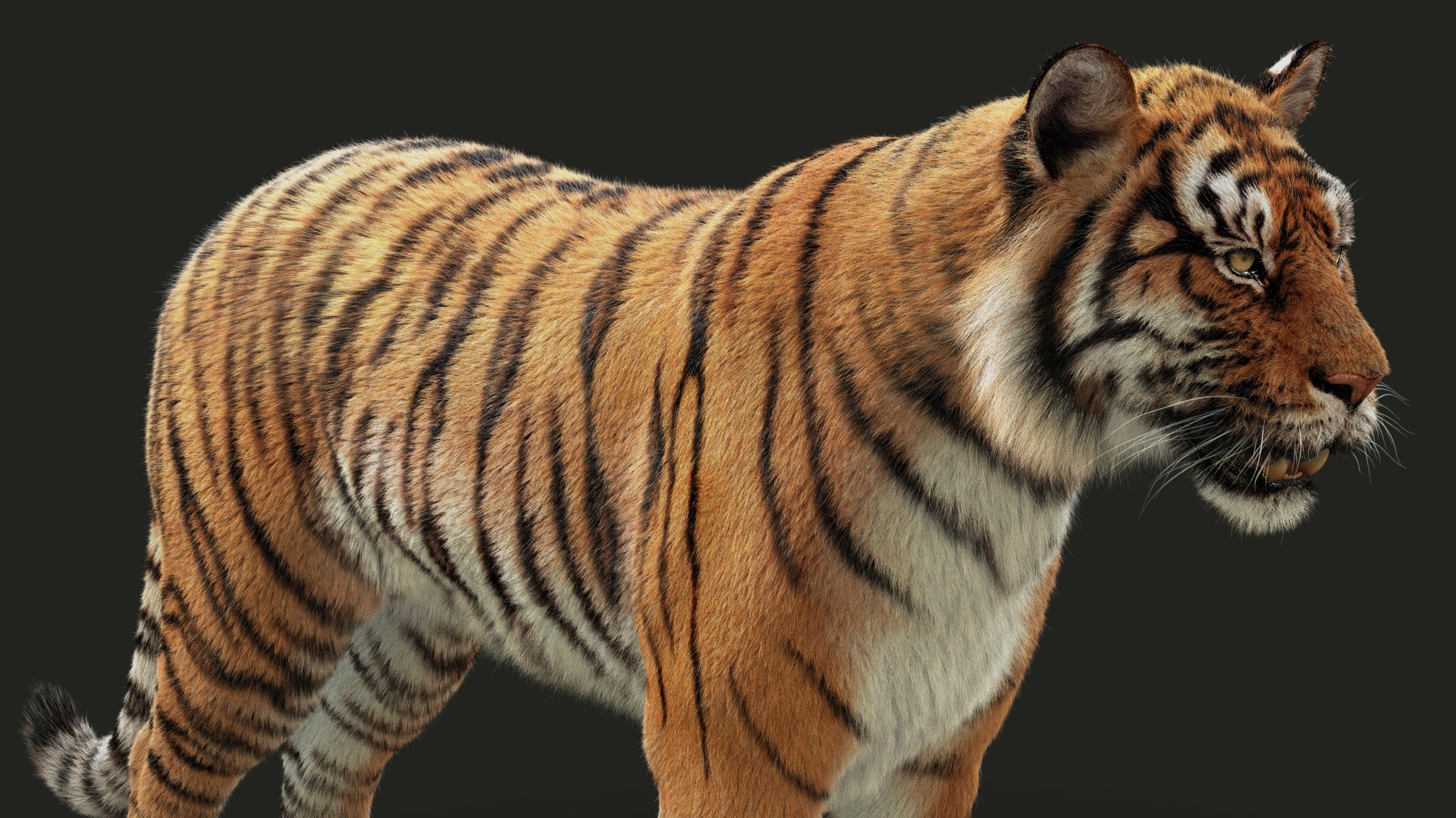 3D Bengal Tiger Model - TurboSquid 1642997