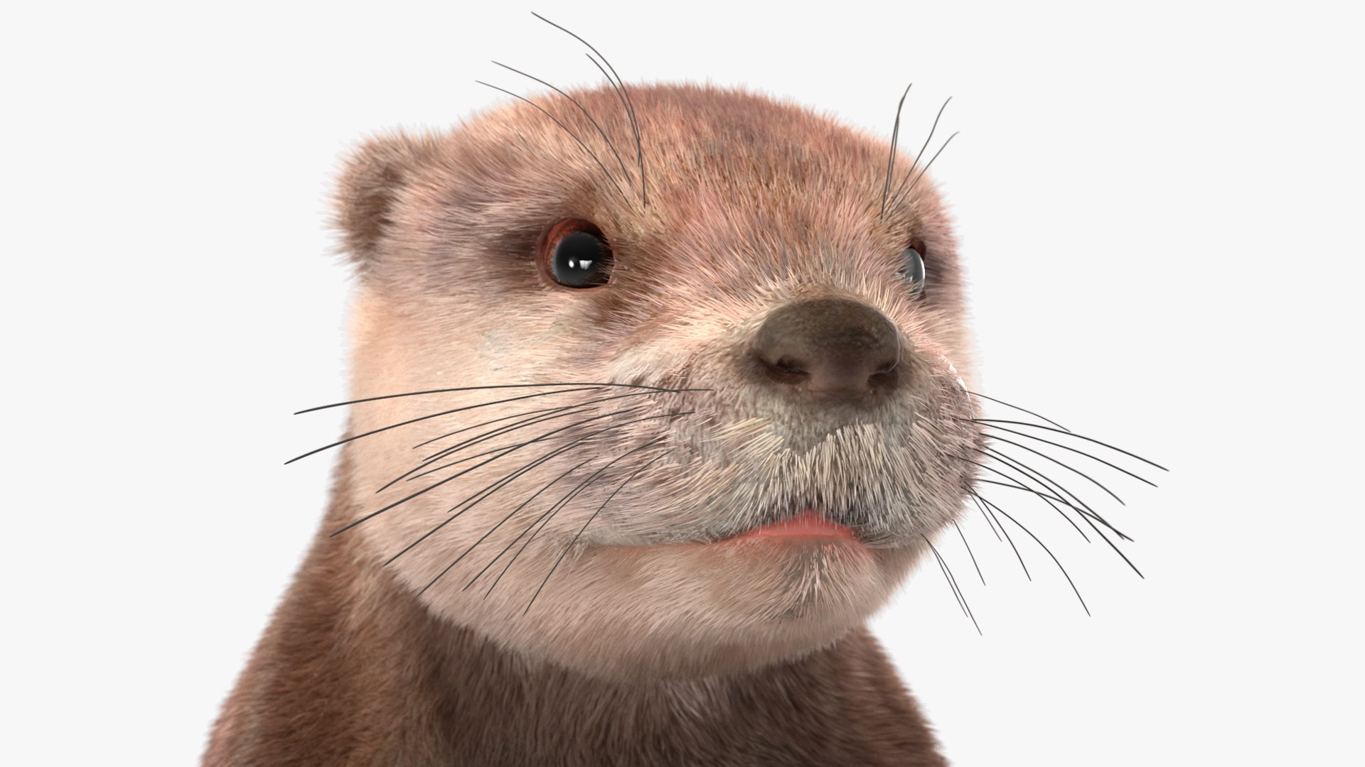 3D River Otter Standing Pose Fur - TurboSquid 2137514