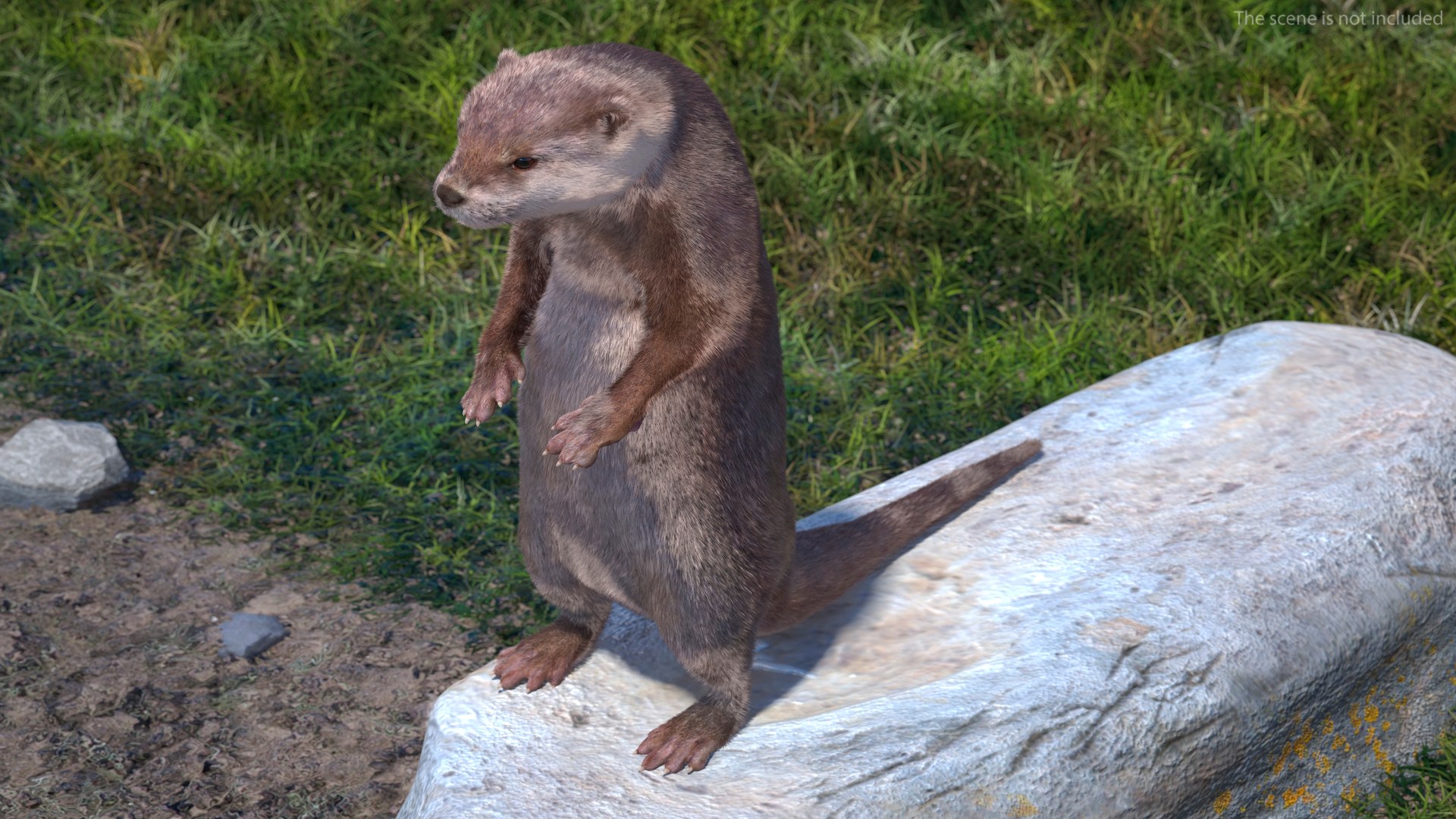 3D River Otter Standing Pose Fur - TurboSquid 2137514