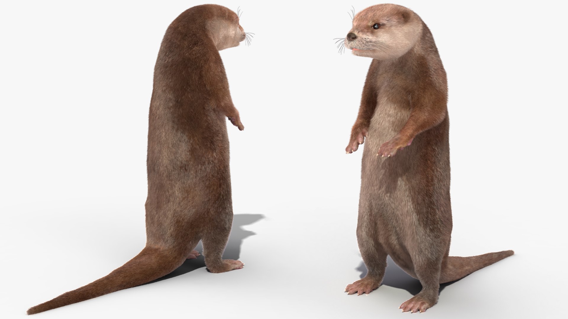 3D River Otter Standing Pose Fur - TurboSquid 2137514