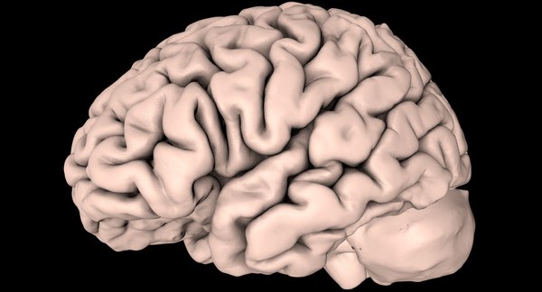 3D Cinema 4D brain 3d anatomy