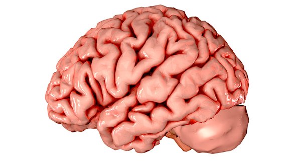 3D Cinema 4D brain 3d anatomy