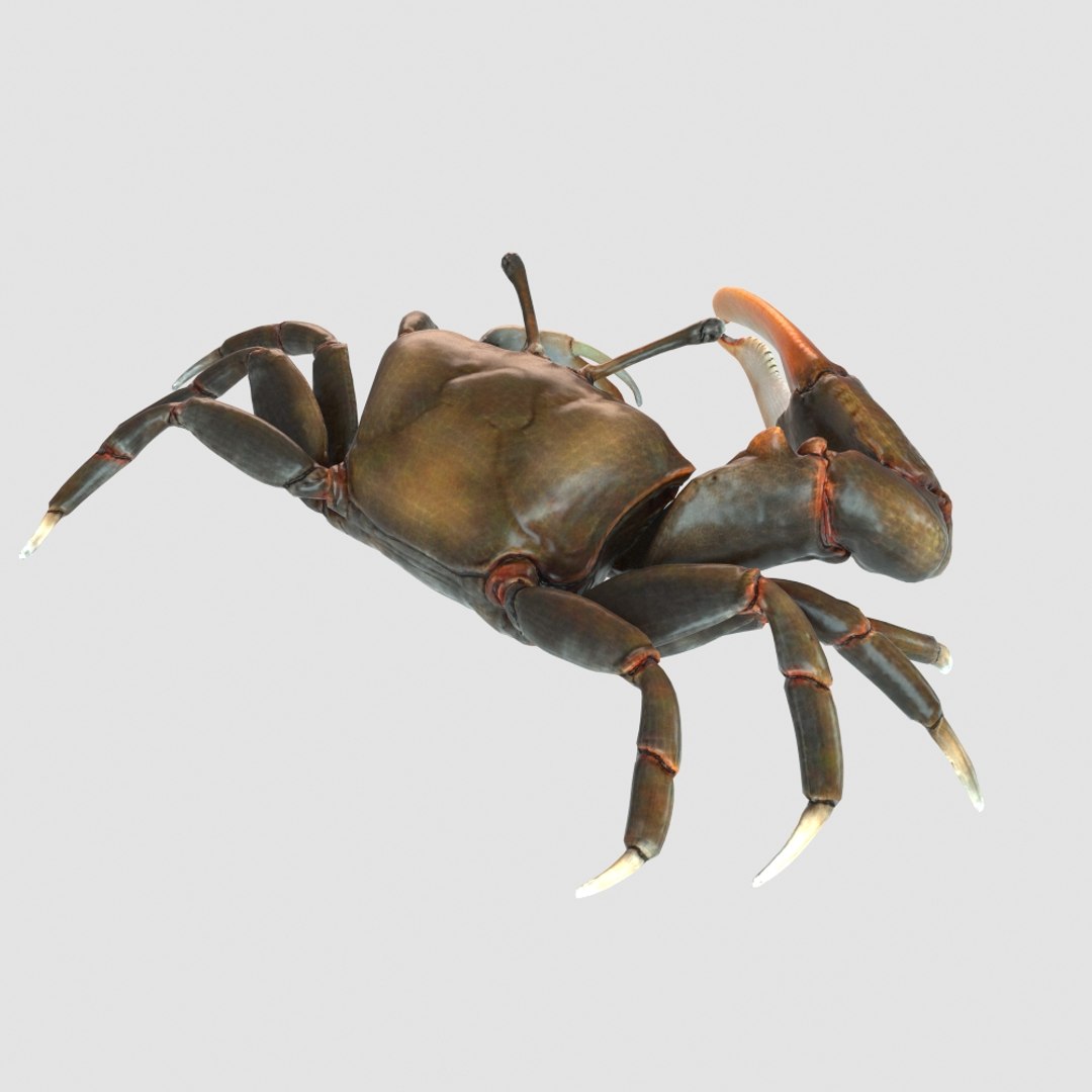 Realistic Crab 3d Max