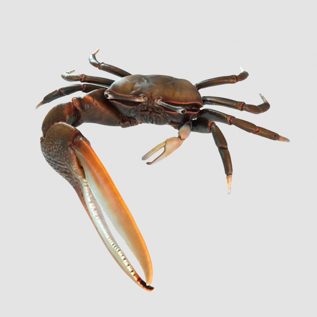 Realistic Crab 3d Max