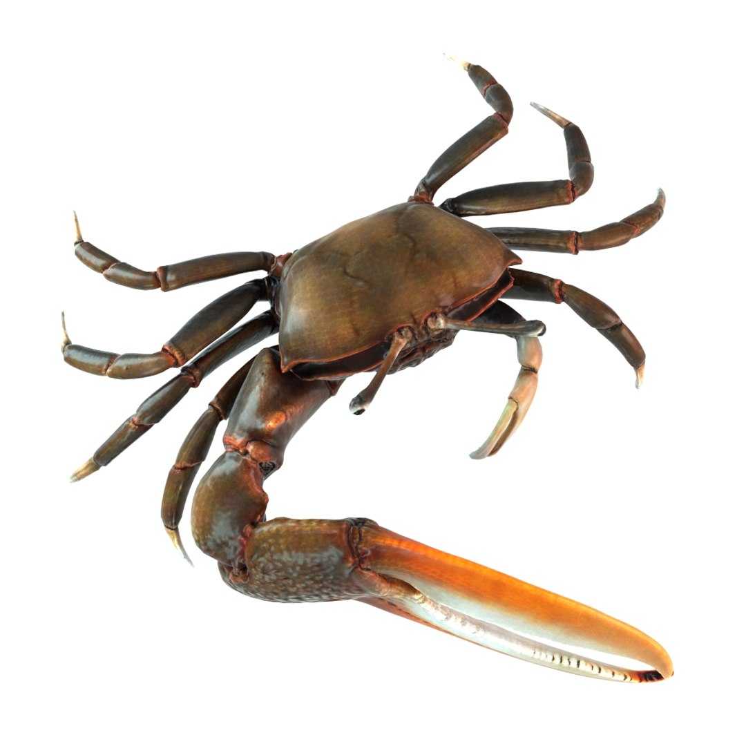 Realistic Crab 3d Max