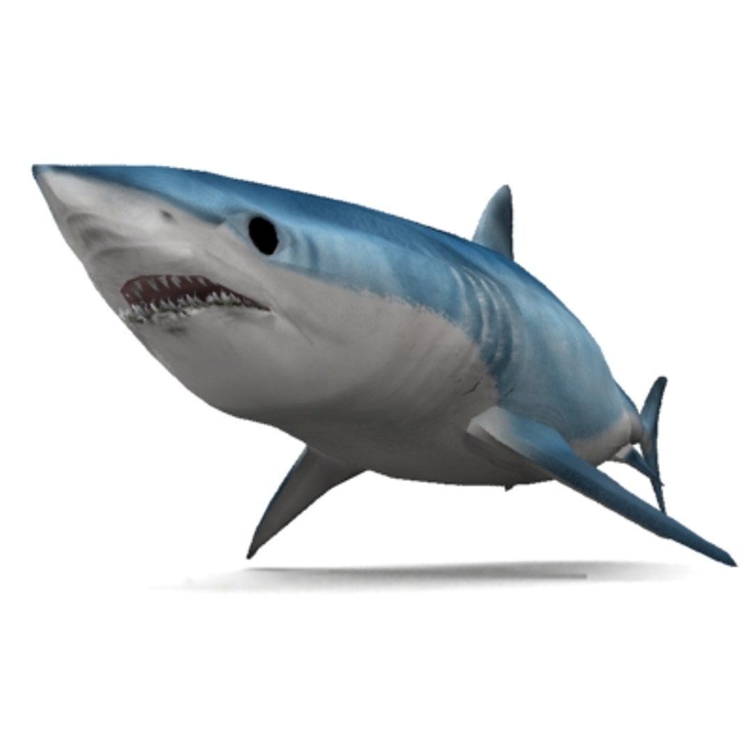 Obj Mako Shark