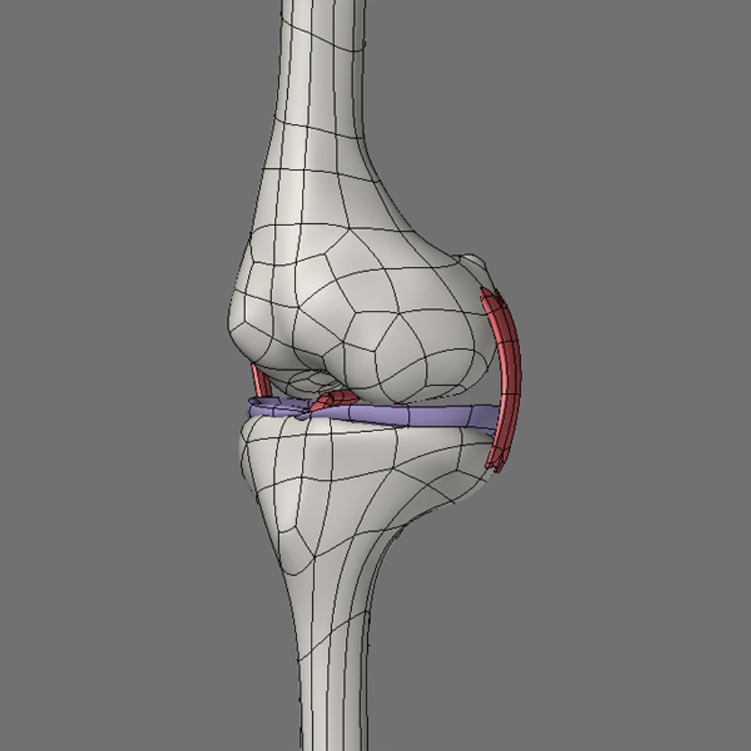 3d Knee Ligament Model