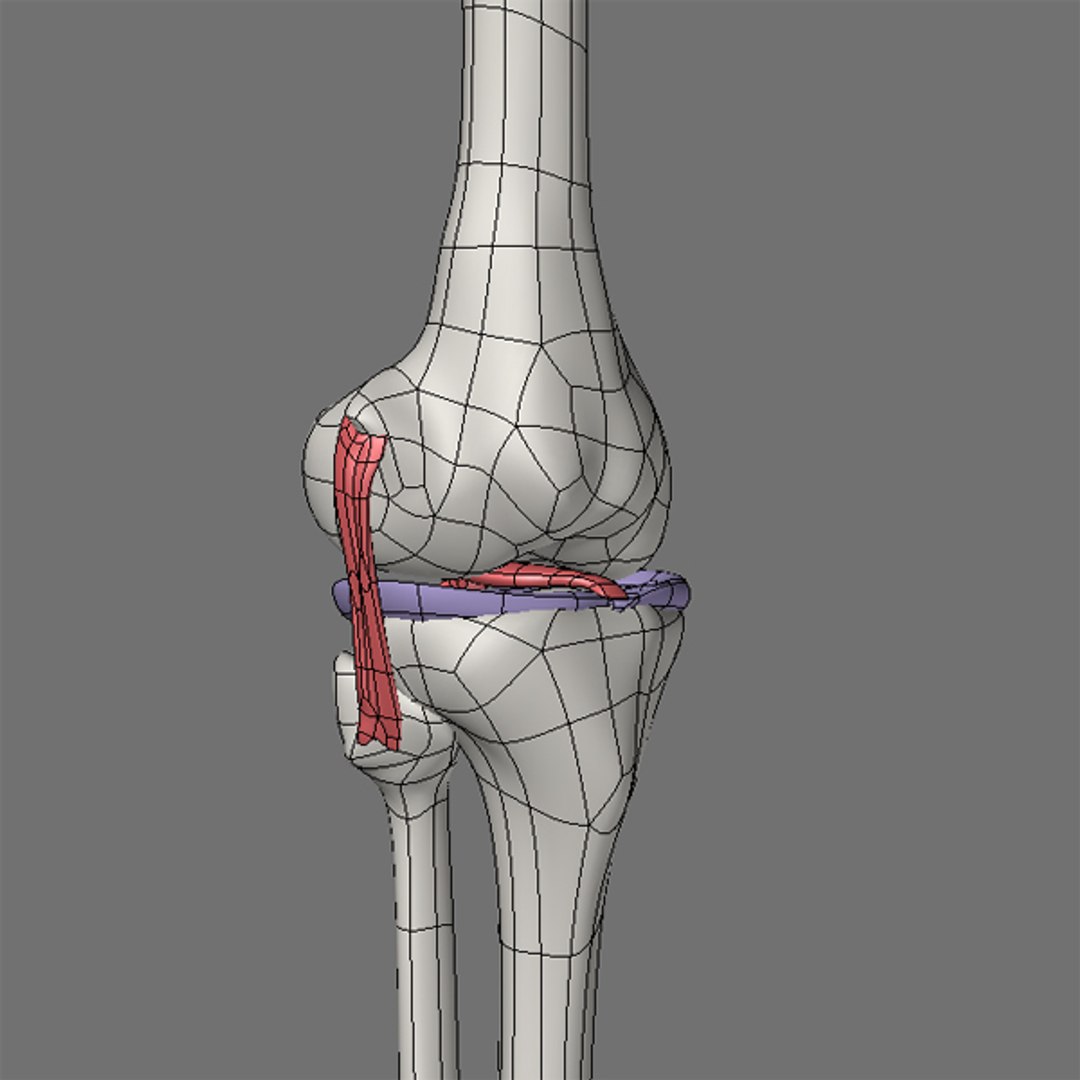 3d Knee Ligament Model