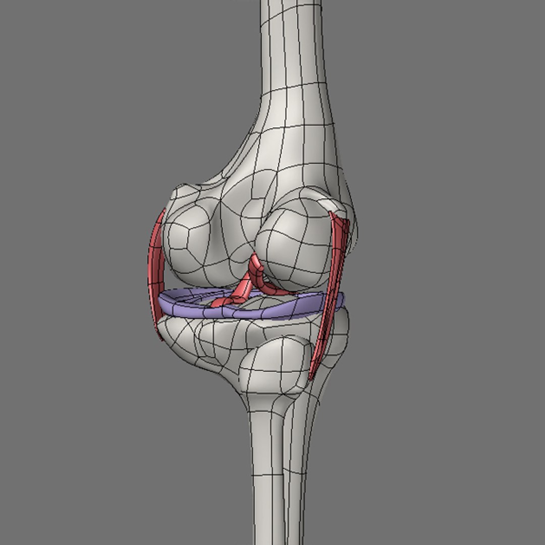 3d Knee Ligament Model