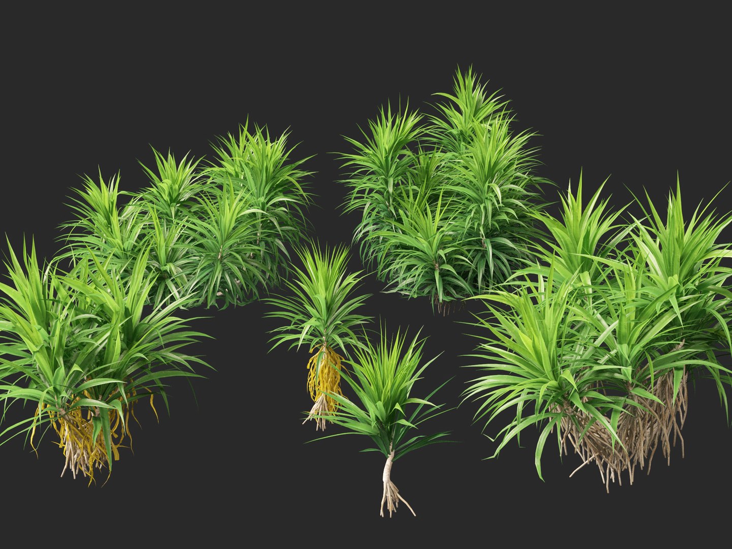 3D Pandanus Amaryllifolius - Pandan Model - TurboSquid 2302489