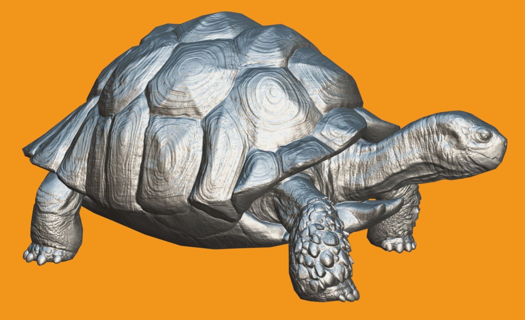 3D Model Tortoise Rigged And Animated - Highly Detailed Model ...