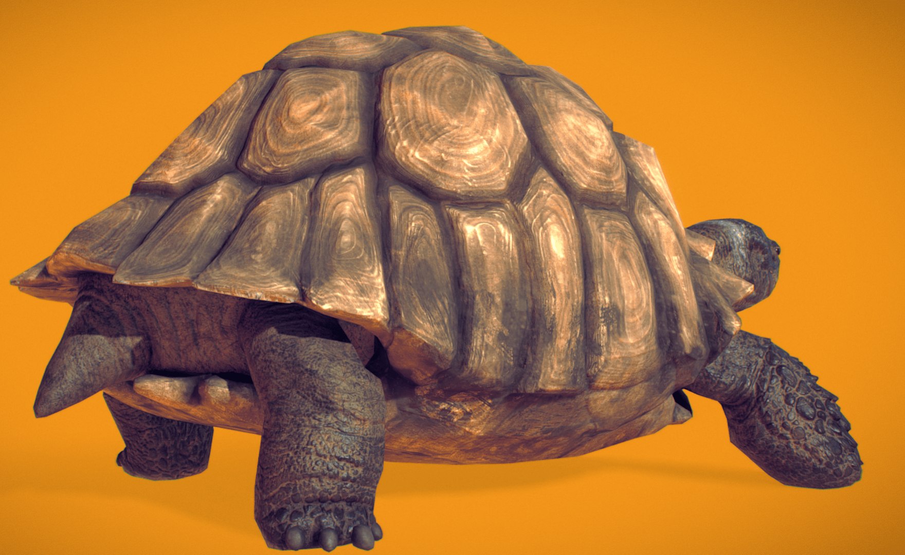 3D Model Tortoise Rigged And Animated - Highly Detailed Model ...