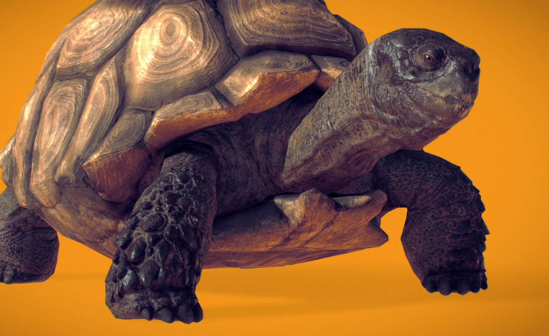 3D Model Tortoise Rigged And Animated - Highly Detailed Model ...