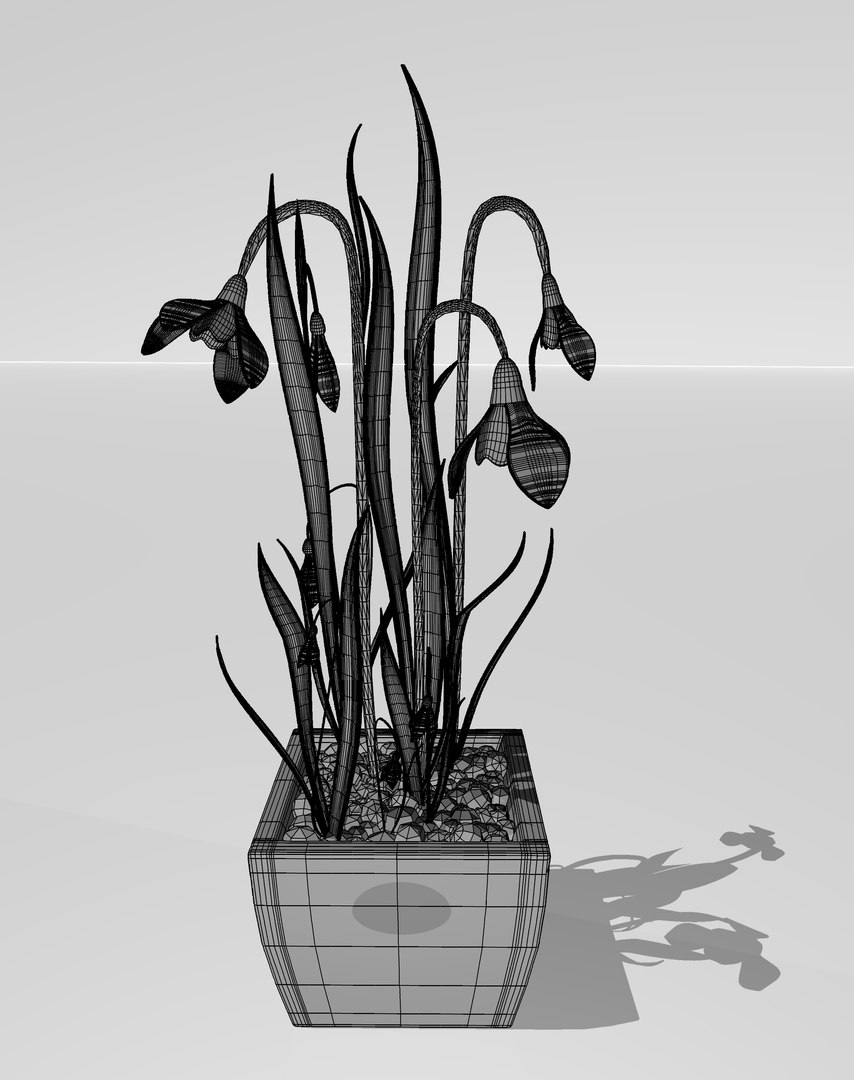 3D Model Snowdrop - TurboSquid 1539803