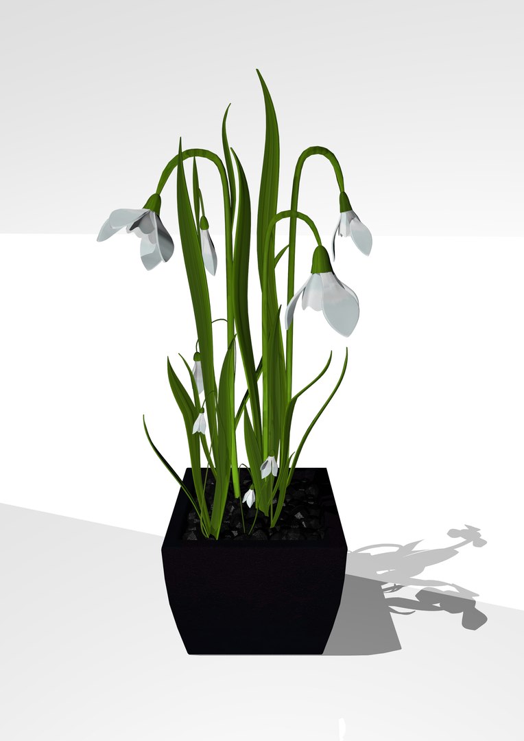 3D Model Snowdrop - TurboSquid 1539803