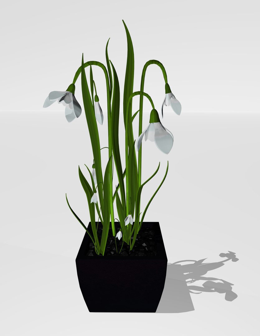 3D Model Snowdrop - TurboSquid 1539803