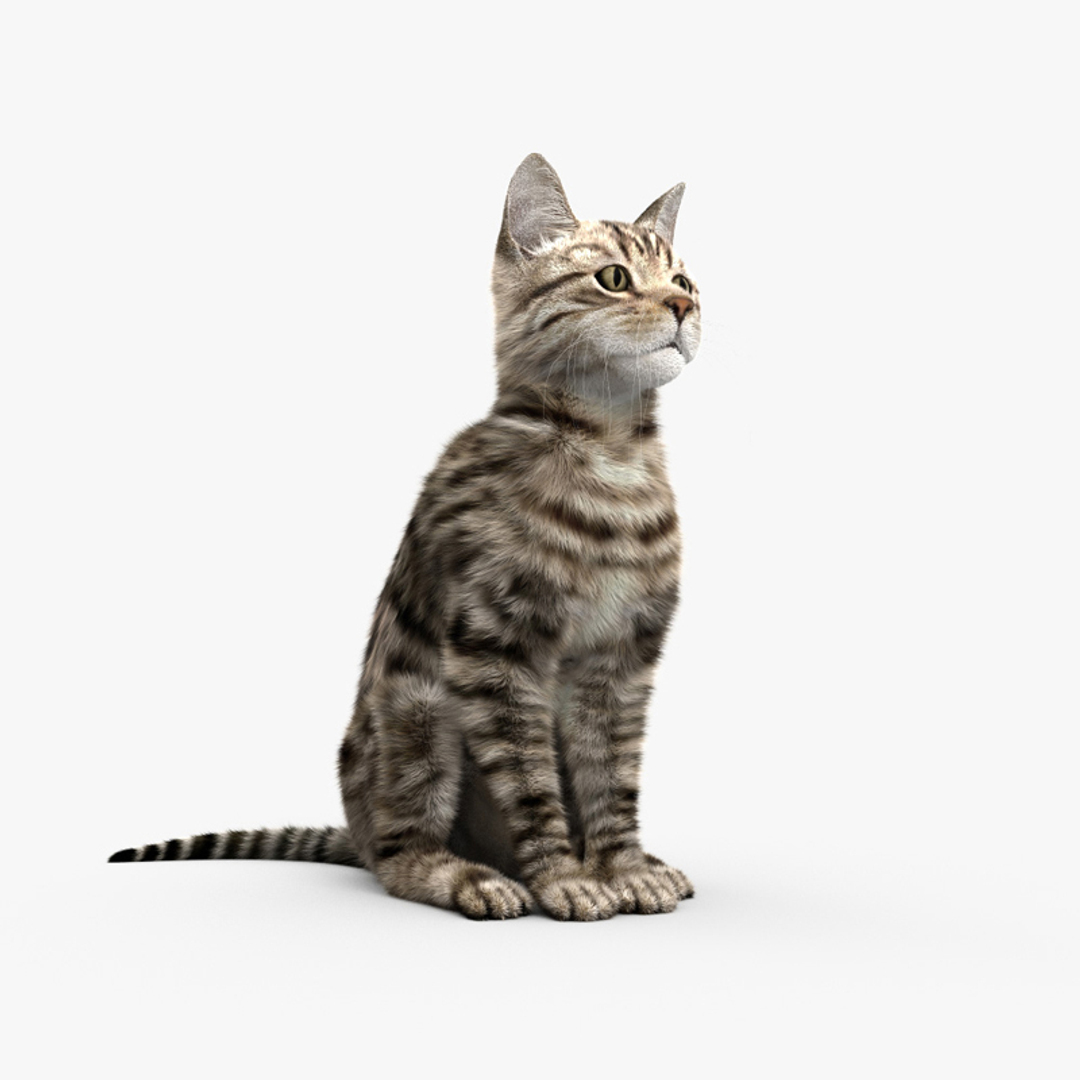 modelo 3d Gato sentado HD - TurboSquid 1737856