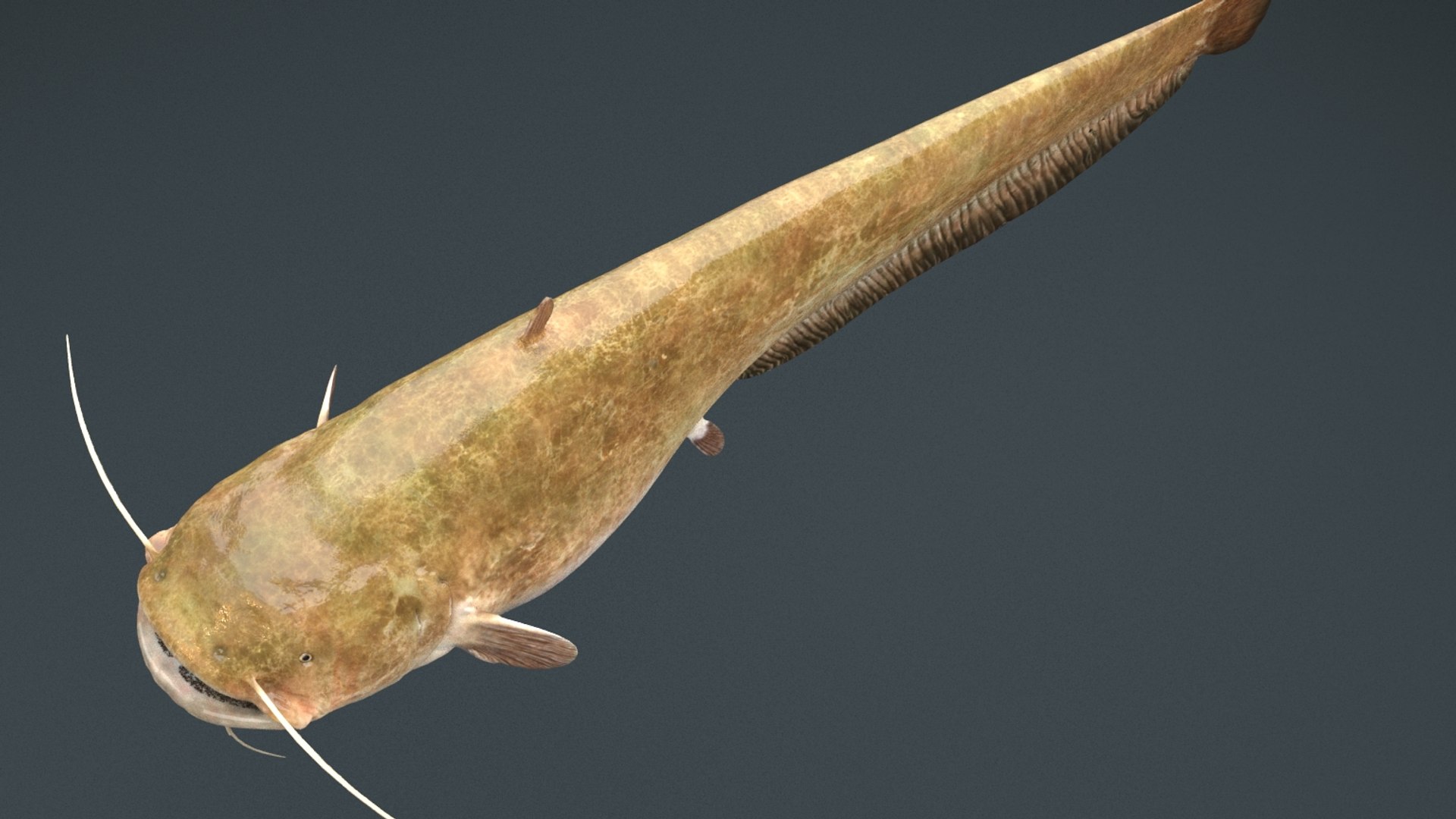 3d Catfish Fish Model
