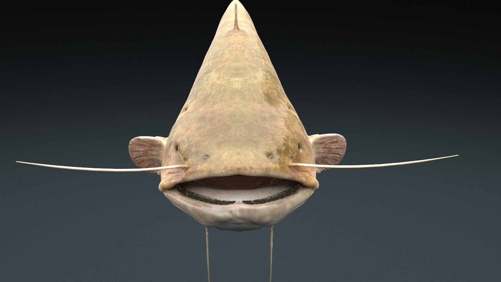 3d Catfish Fish Model