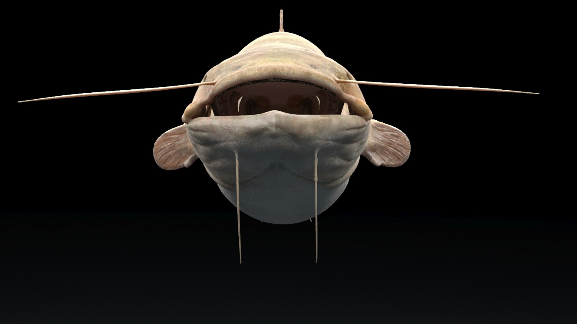 3d Catfish Fish Model