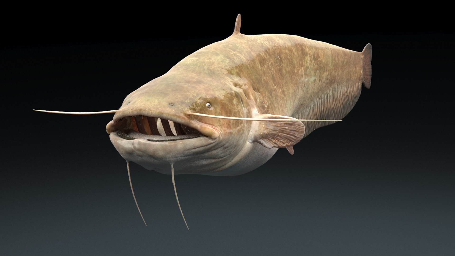3d Catfish Fish Model