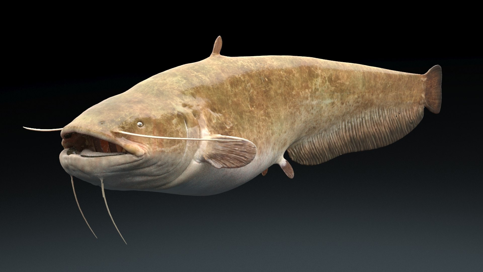 3d Catfish Fish Model