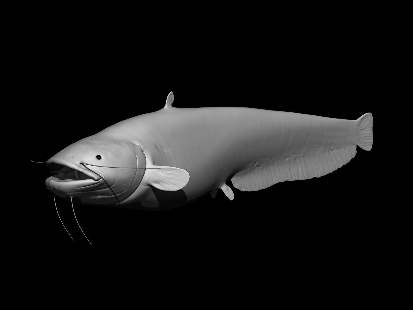 3d Catfish Fish Model