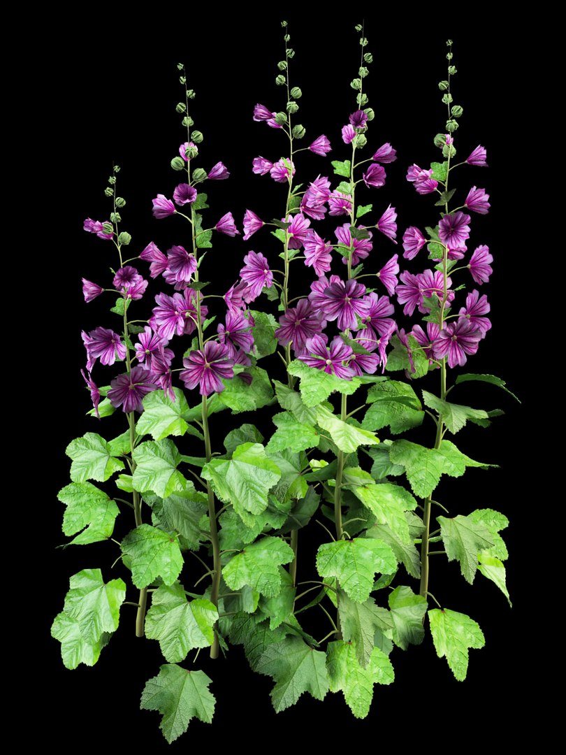 Malva Plant 3d Model