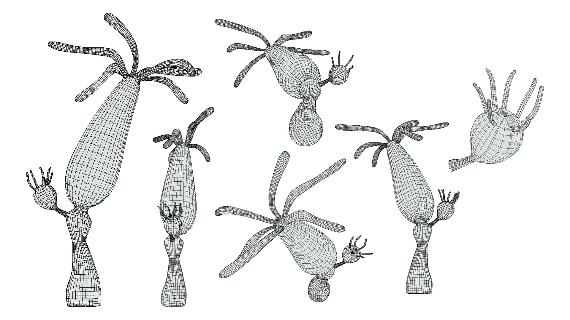 3D Hydra Genus Model - TurboSquid 2136696