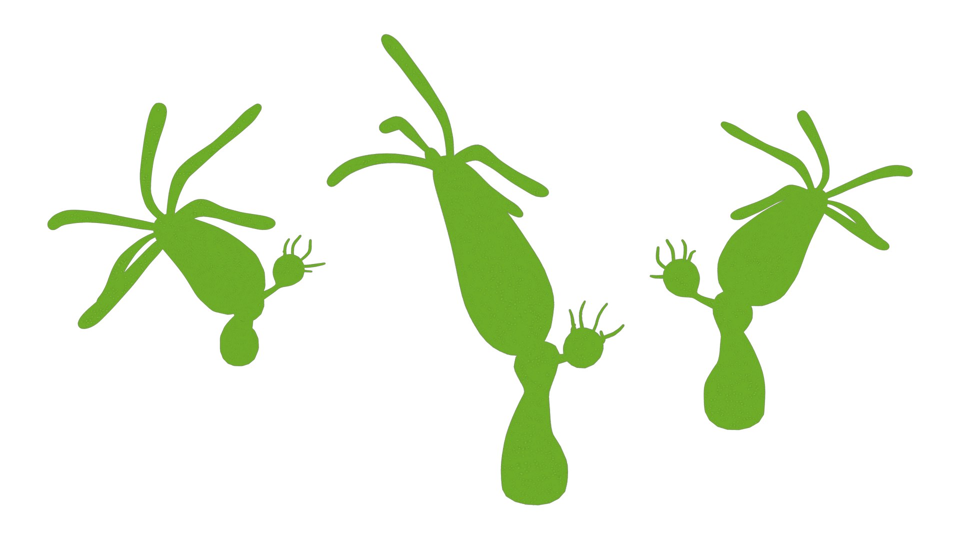 3D Hydra Genus Model - TurboSquid 2136696