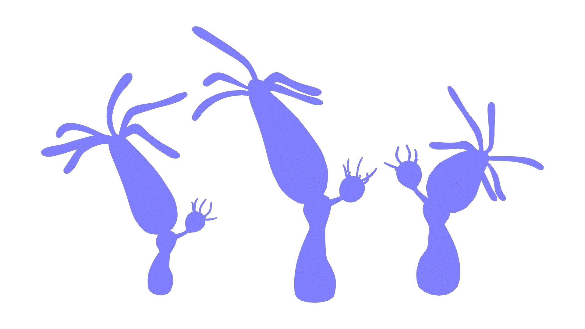 3D Hydra Genus Model - TurboSquid 2136696