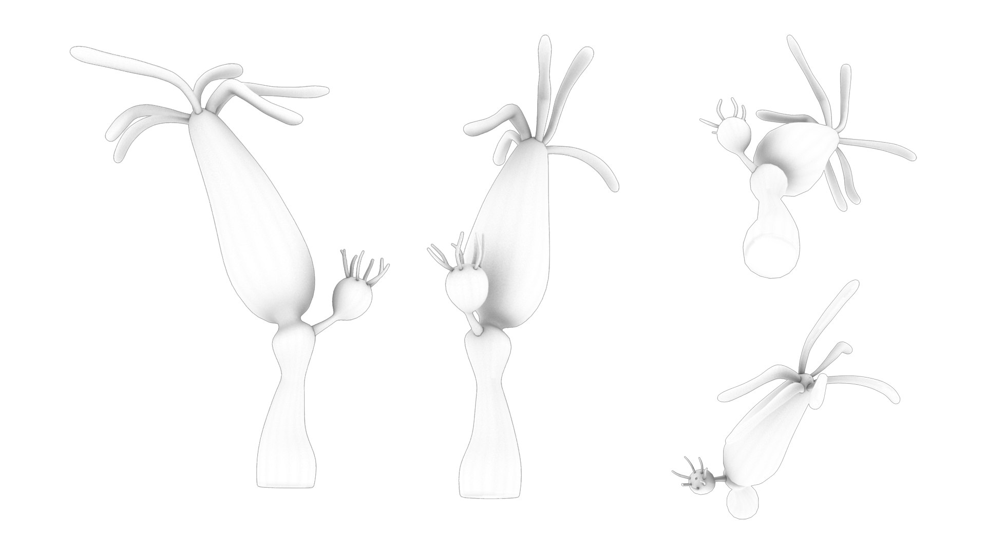 3D Hydra Genus Model - TurboSquid 2136696