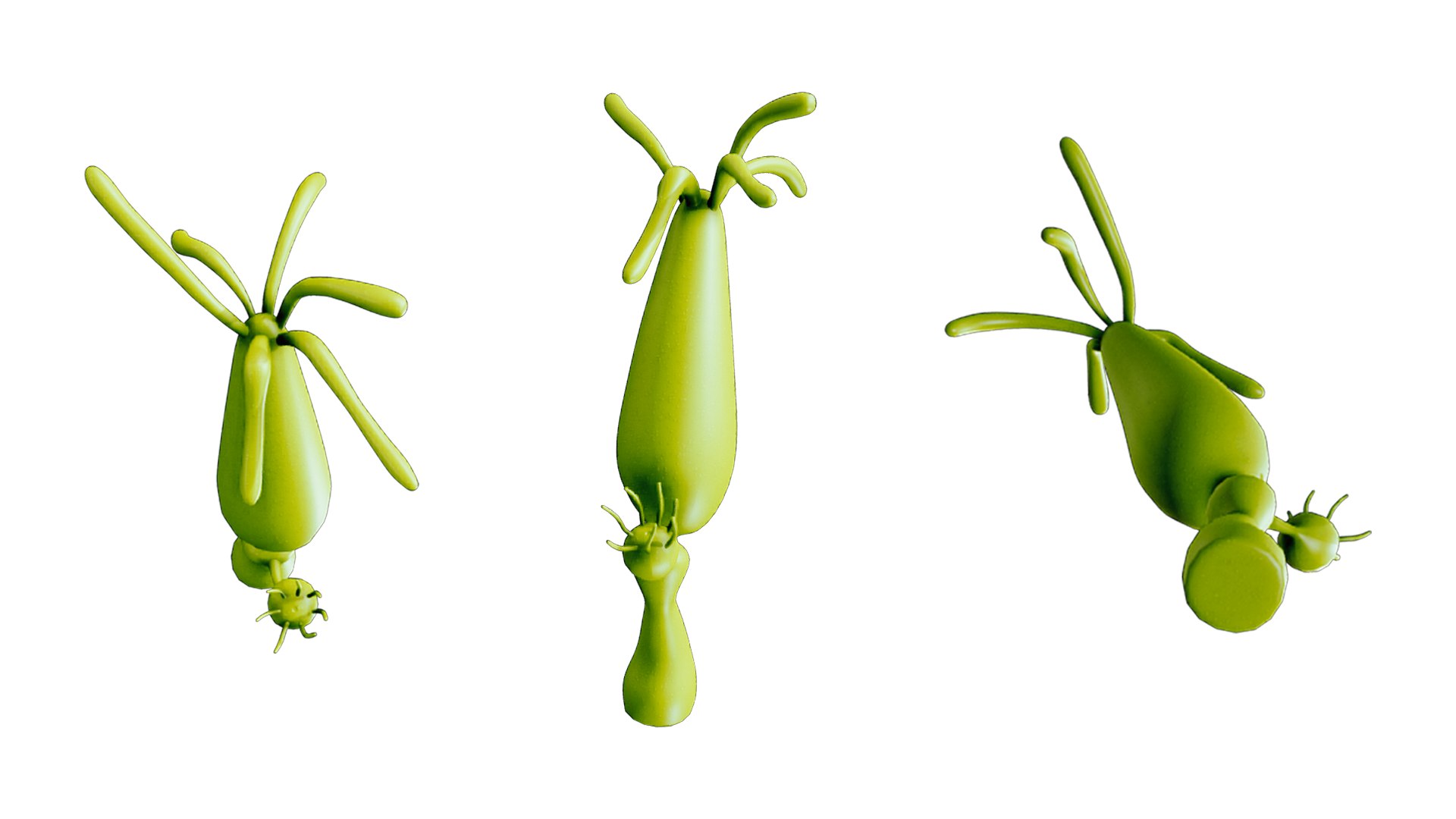 3D Hydra Genus Model - TurboSquid 2136696