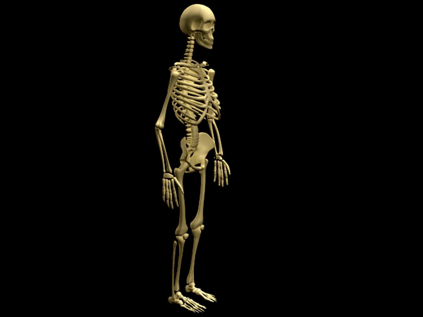 Skeleton 3d 3ds