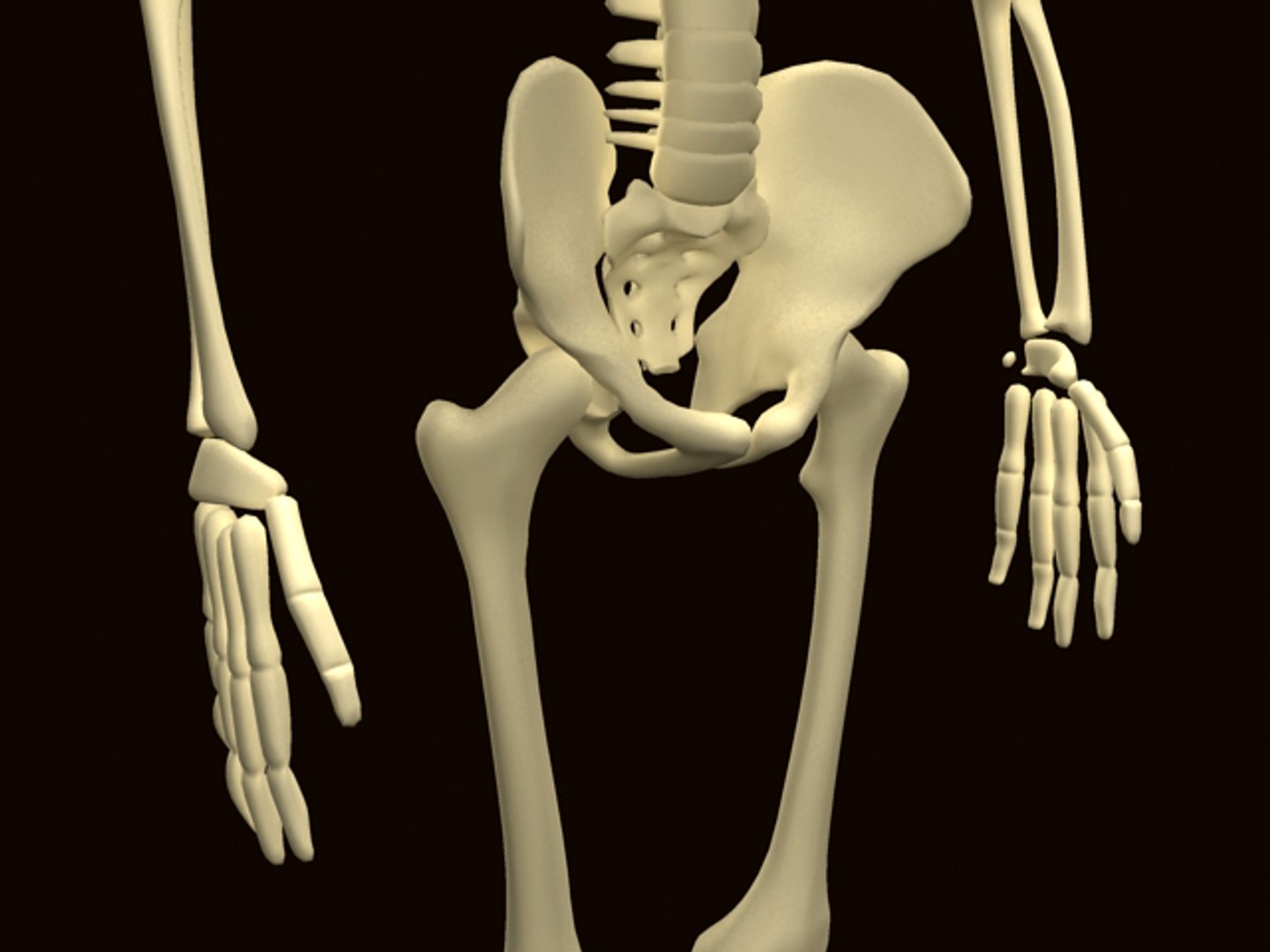 Skeleton 3d 3ds