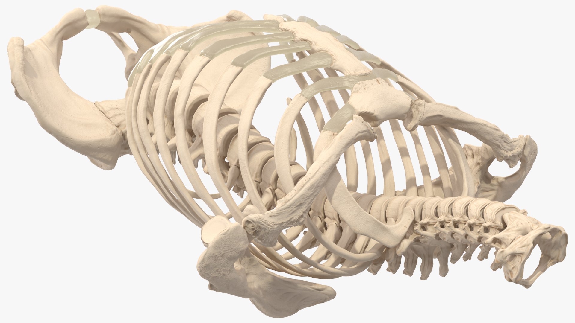 3D Human Female Skeleton Torso With Pelvis - TurboSquid 2385561