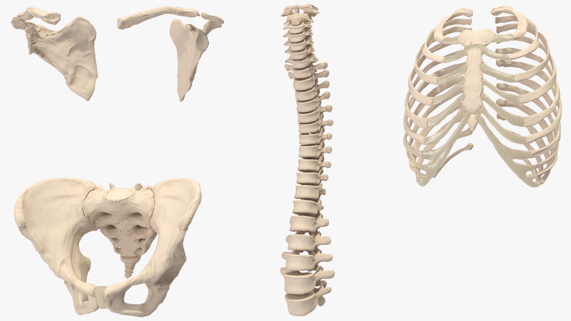 3D Human Female Skeleton Torso With Pelvis - TurboSquid 2385561