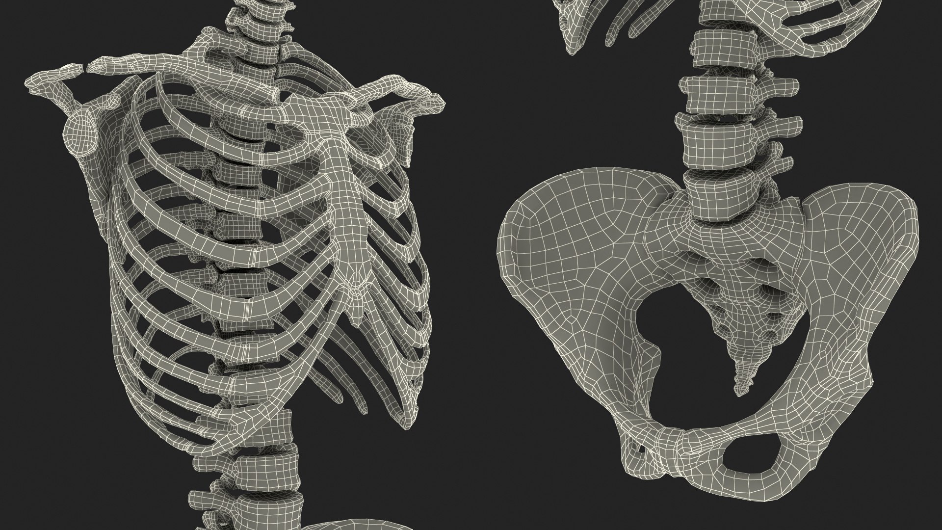 3D Human Female Skeleton Torso With Pelvis - TurboSquid 2385561