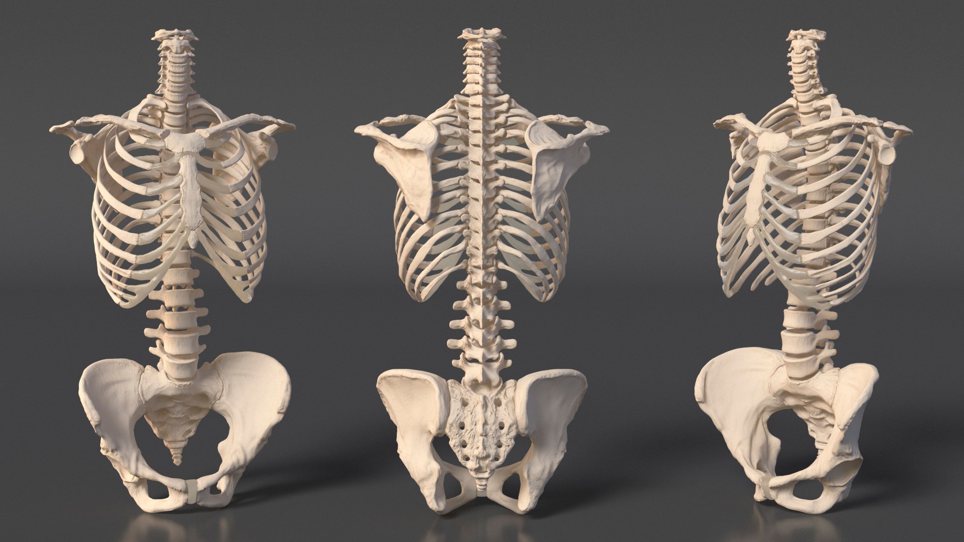 3D Human Female Skeleton Torso With Pelvis - TurboSquid 2385561