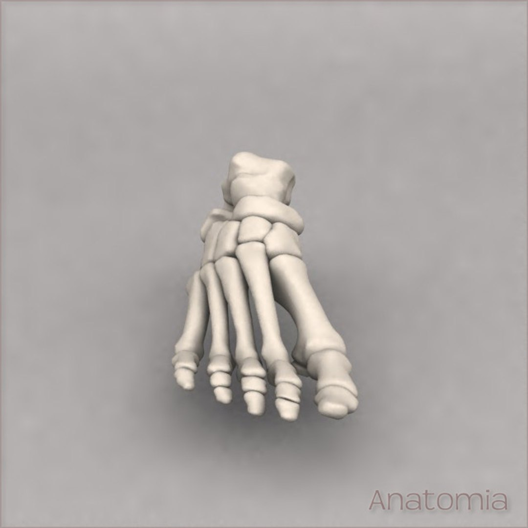 3d Male Human Foot Skeleton Model