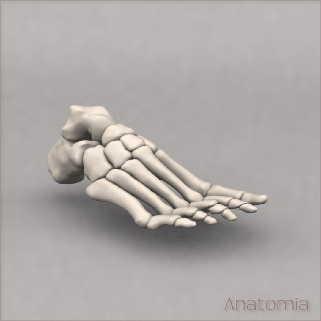 3d Male Human Foot Skeleton Model