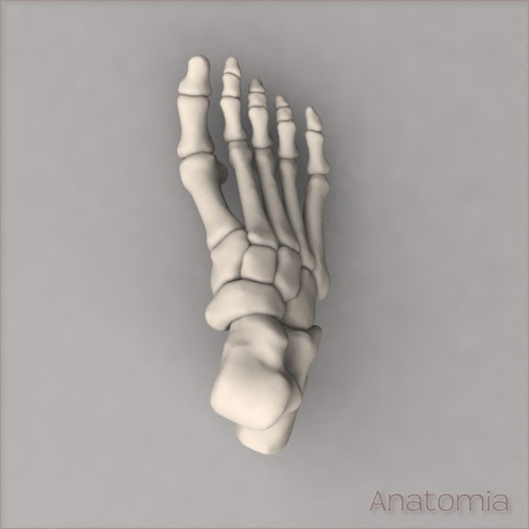 3d Male Human Foot Skeleton Model