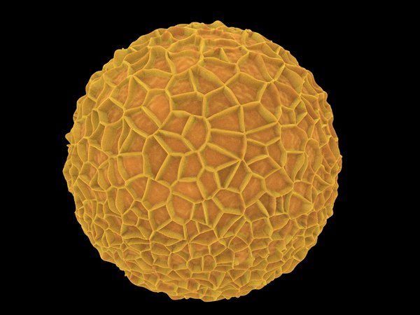 Pollen 3D Models for Download | TurboSquid