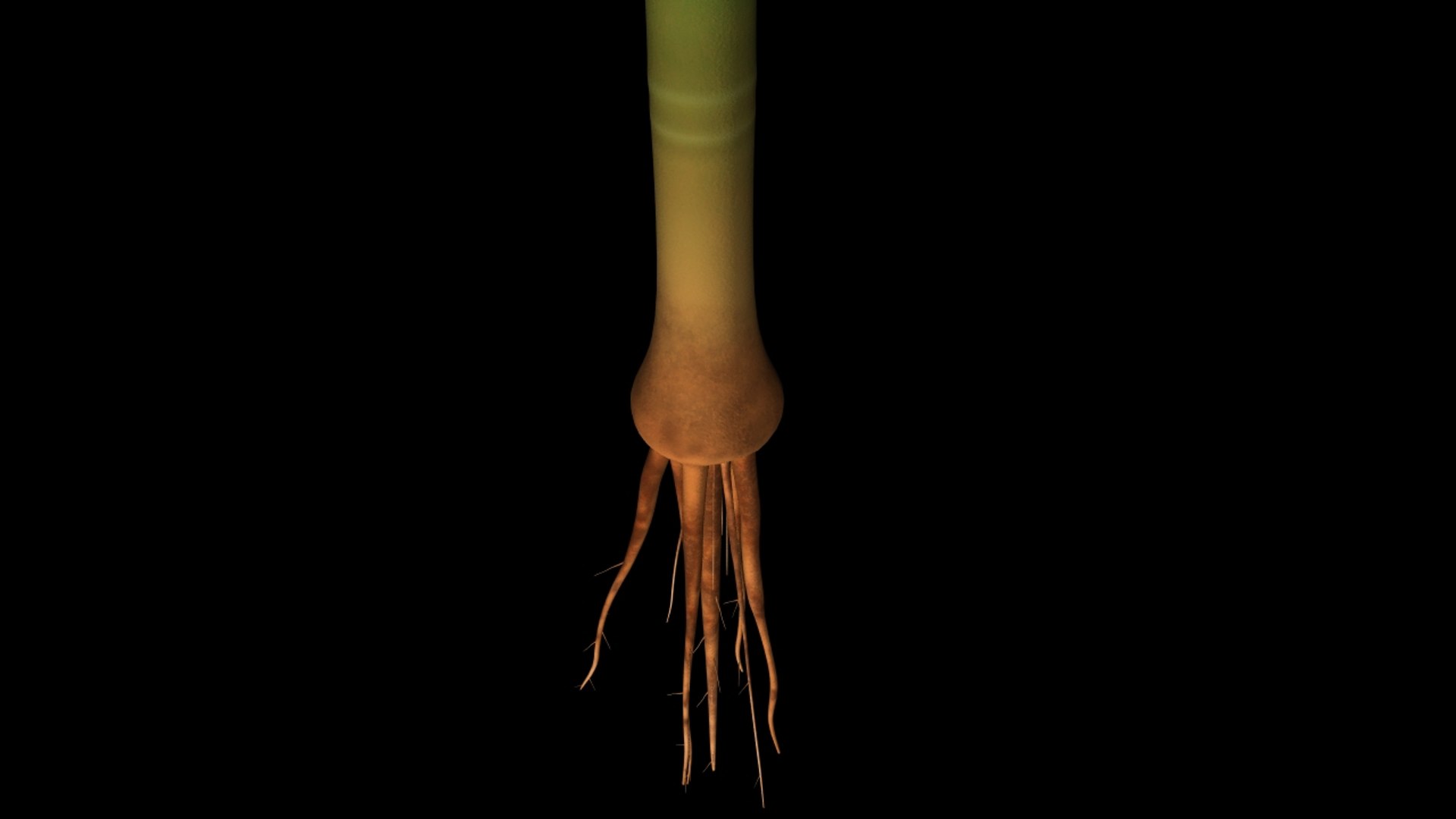 Minnie Root Fever 3d Obj